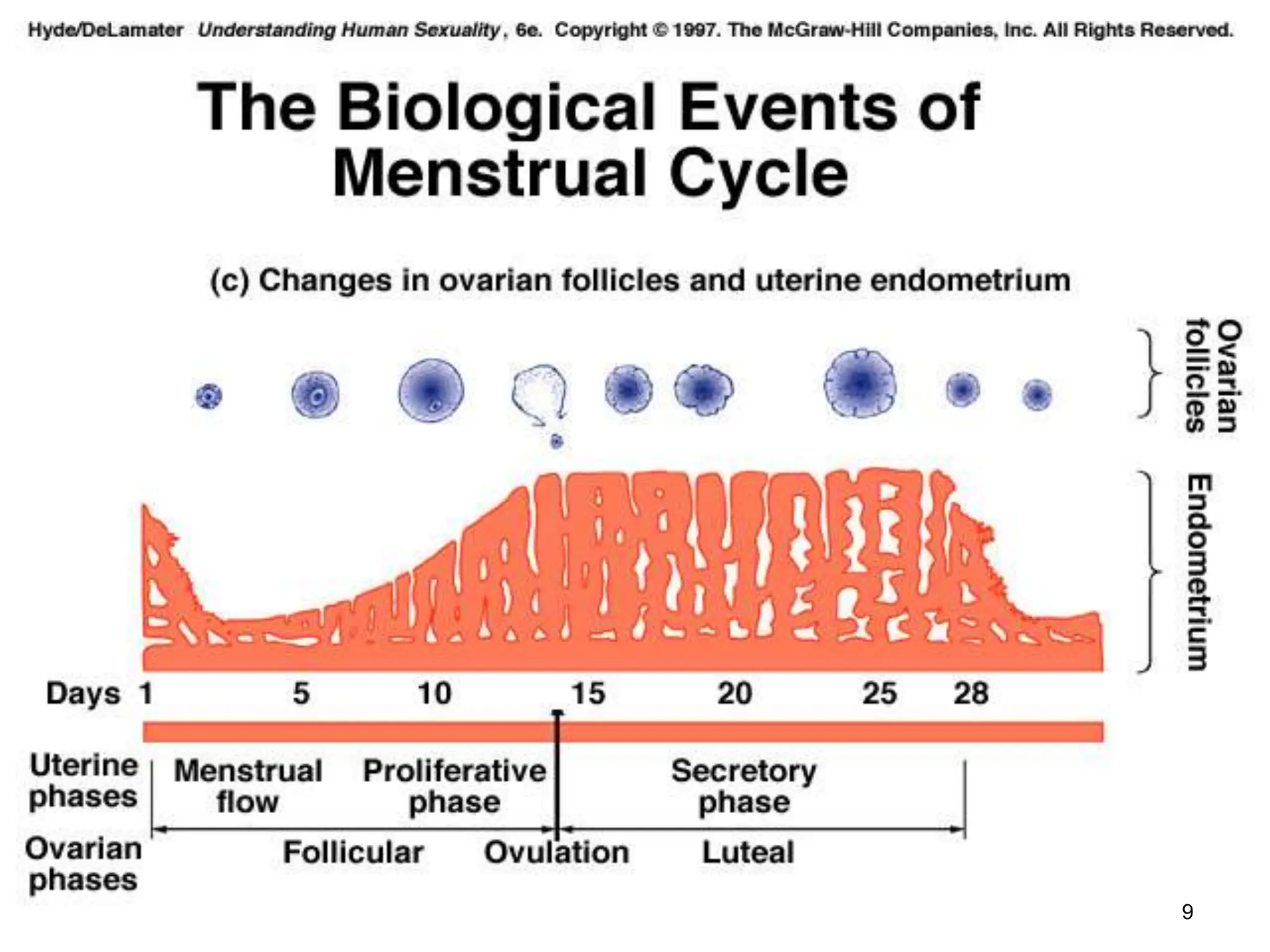 Menstrual Cycle & process of conception.ppt