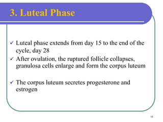 Menstrual Cycle & process of conception.ppt