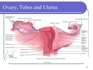 Menstrual Cycle & process of conception.ppt