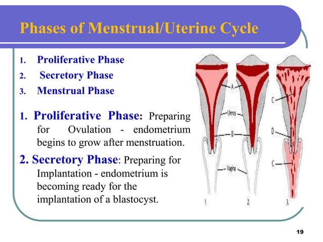 Menstrual Cycle & process of conception.ppt
