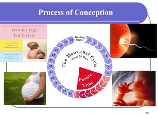 Menstrual Cycle & process of conception.ppt