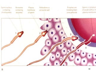 Menstrual Cycle & process of conception.ppt