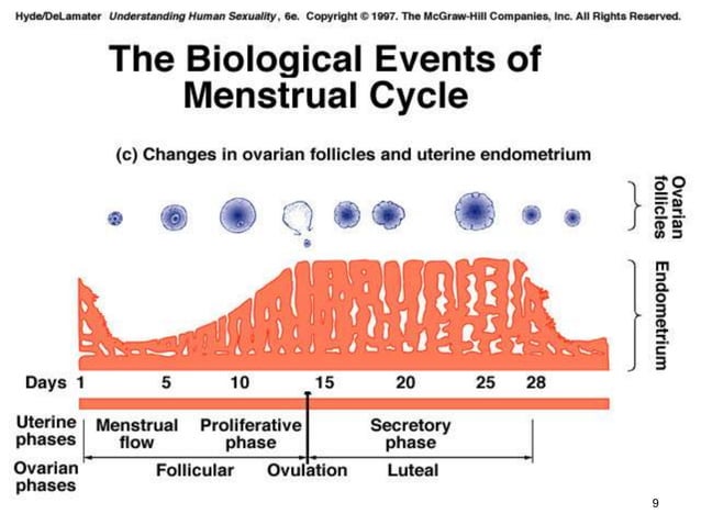 Menstrual Cycle & process of conception.ppt