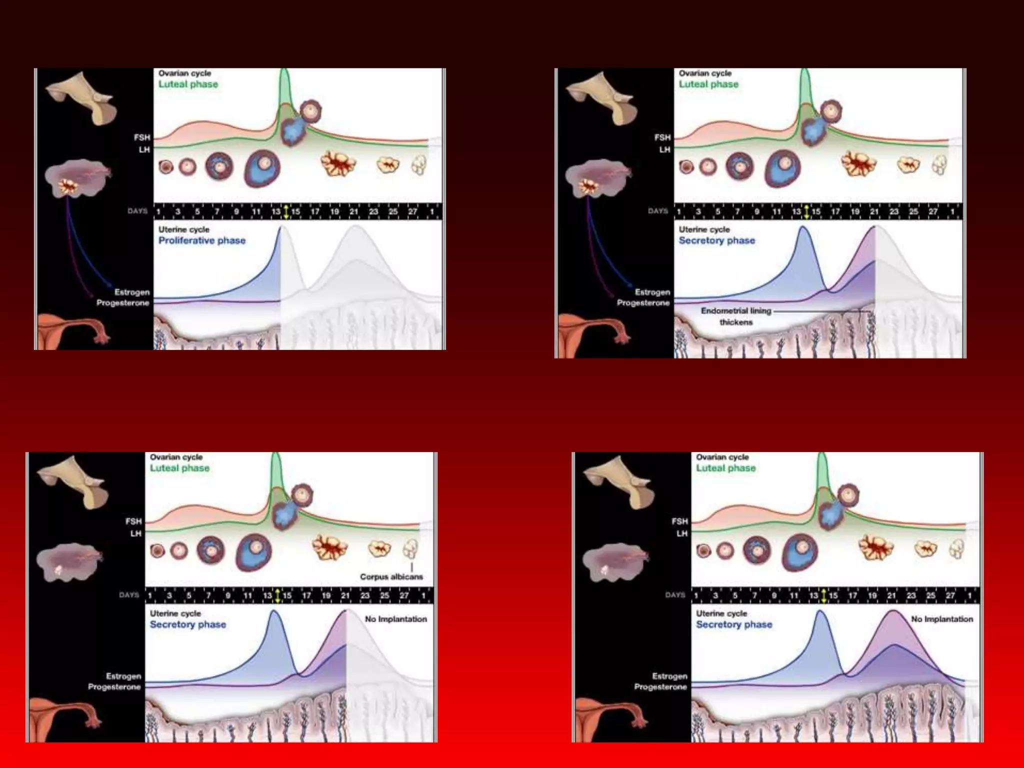 Menstrual cycle regulation | PPTX