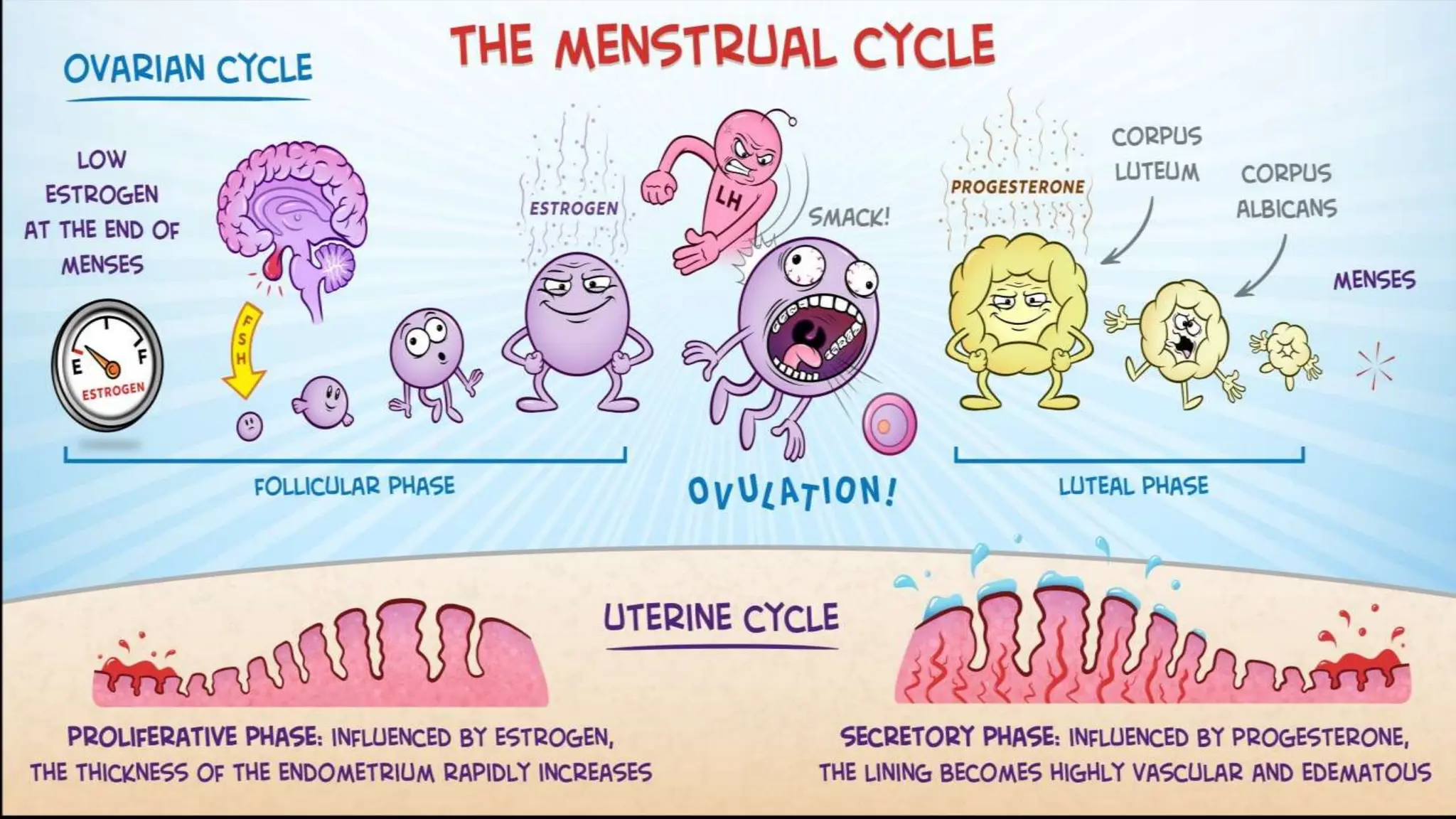 MENSTRUAL CYCLE gynecology and obstetrics ppt | PPTX