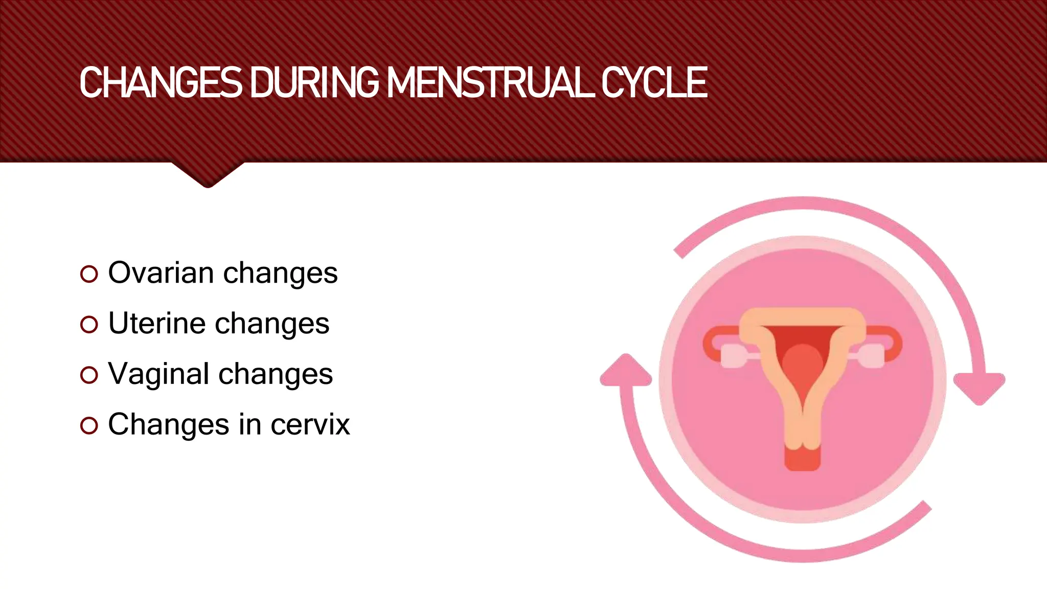 MENSTRUAL CYCLE gynecology and obstetrics ppt | PPTX