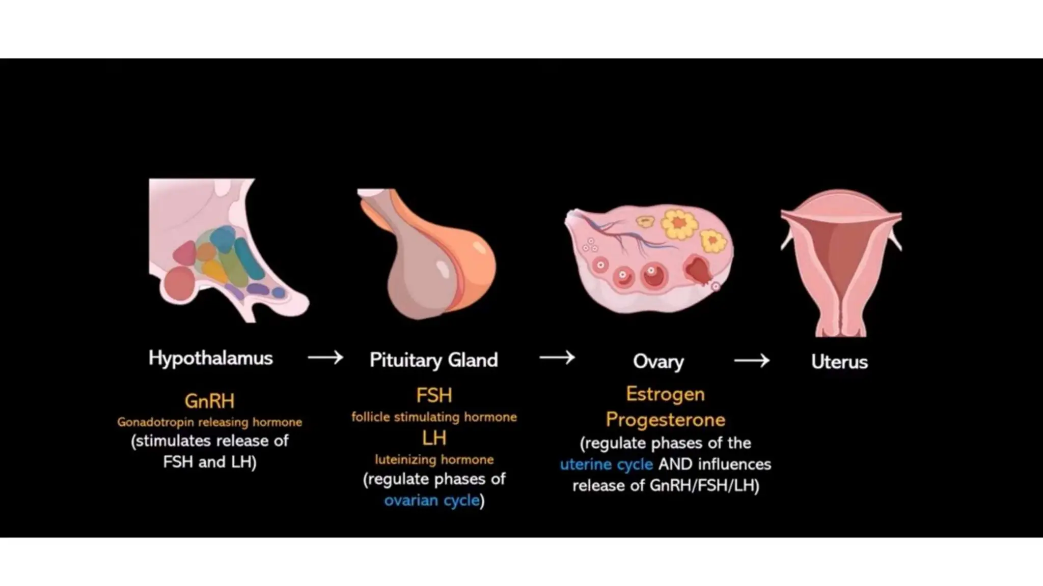 MENSTRUAL CYCLE gynecology and obstetrics ppt | PPTX