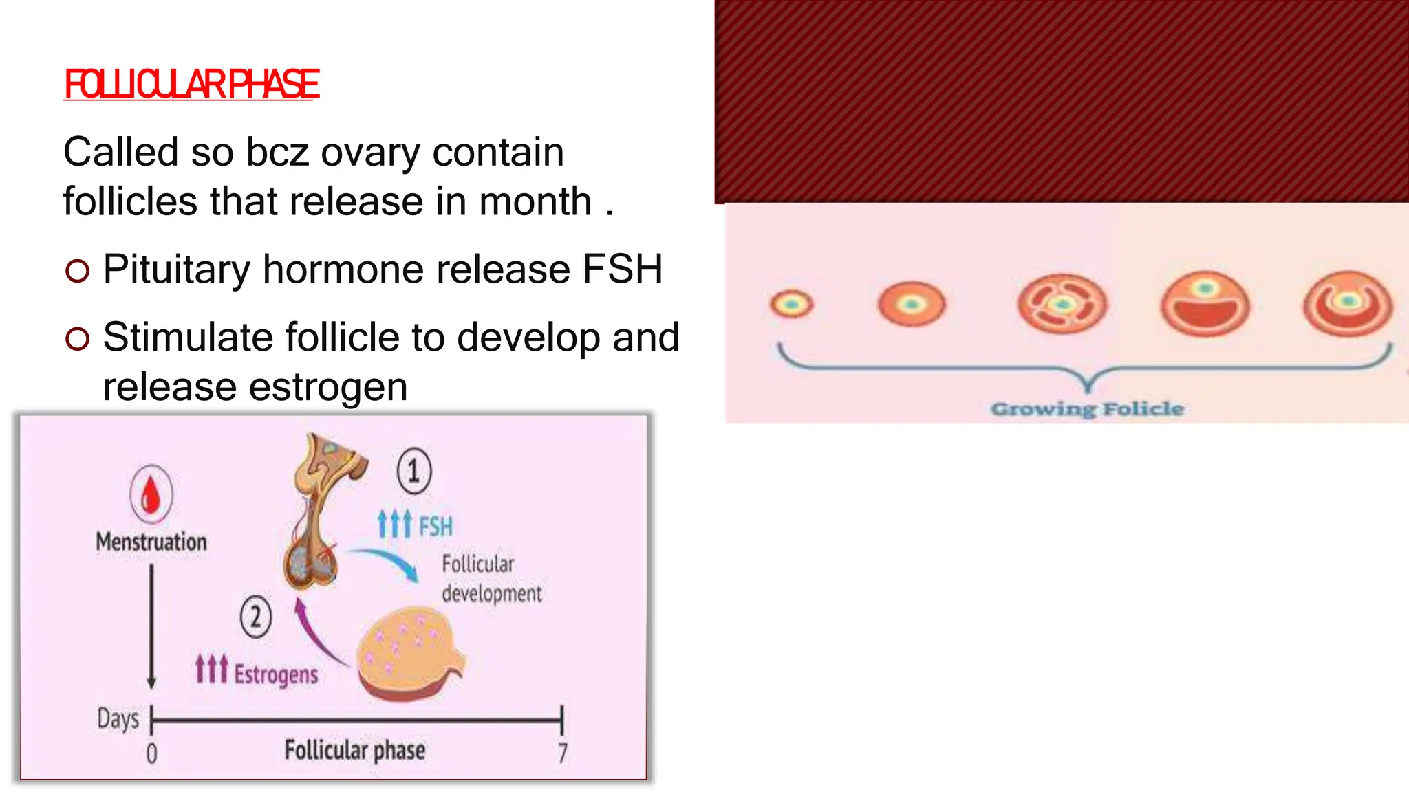 MENSTRUAL CYCLE gynecology and obstetrics ppt | PPTX