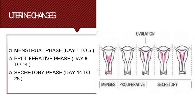 MENSTRUAL CYCLE gynecology and obstetrics ppt | PPT