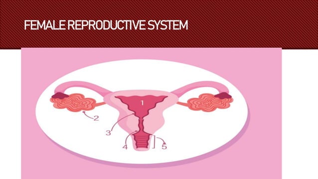 MENSTRUAL CYCLE gynecology and obstetrics ppt | PPT