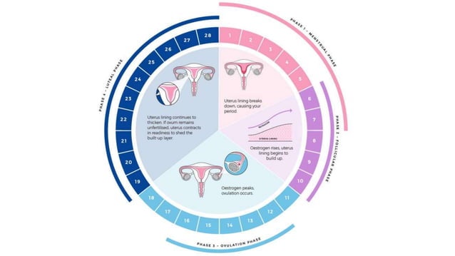MENSTRUAL CYCLE gynecology and obstetrics ppt | PPT