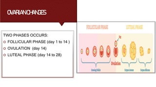 MENSTRUAL CYCLE gynecology and obstetrics ppt | PPTX