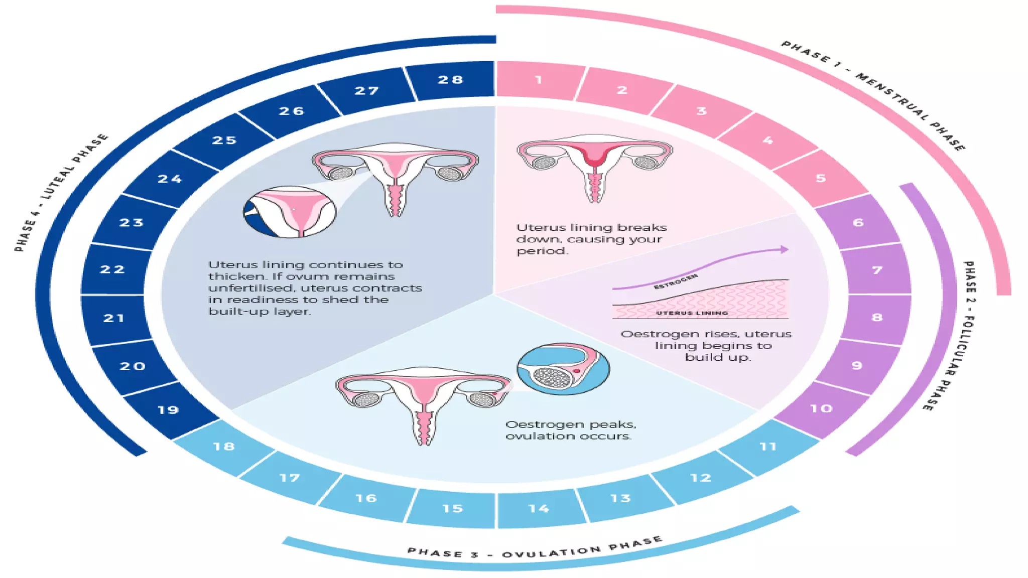 Types of Menstrual disorders and there causes and symptoms | PDF
