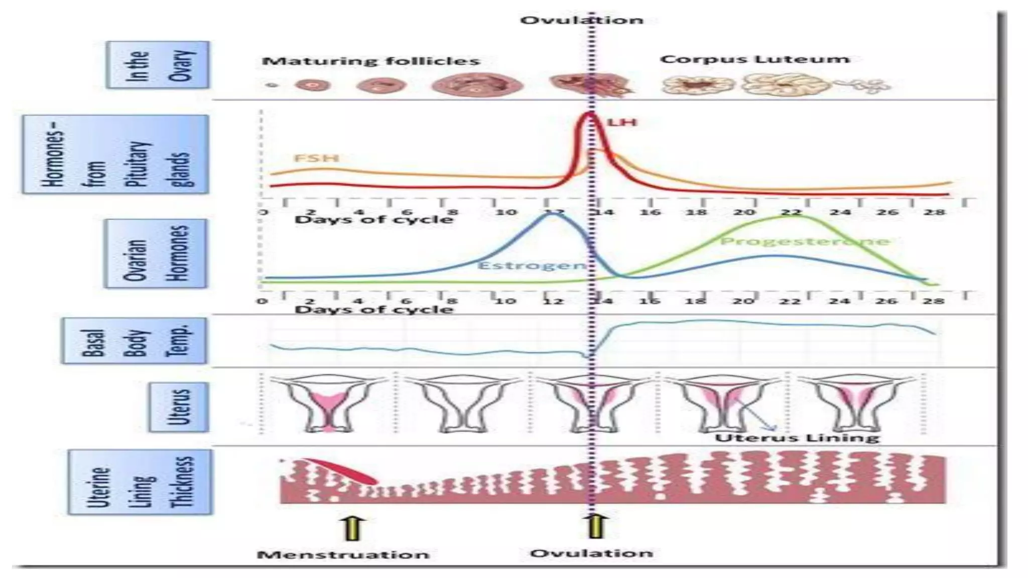 Types of Menstrual disorders and there causes and symptoms | PDF