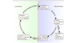 Menstrual Physiology - Stanford Ob-Gyn Dept | PPT