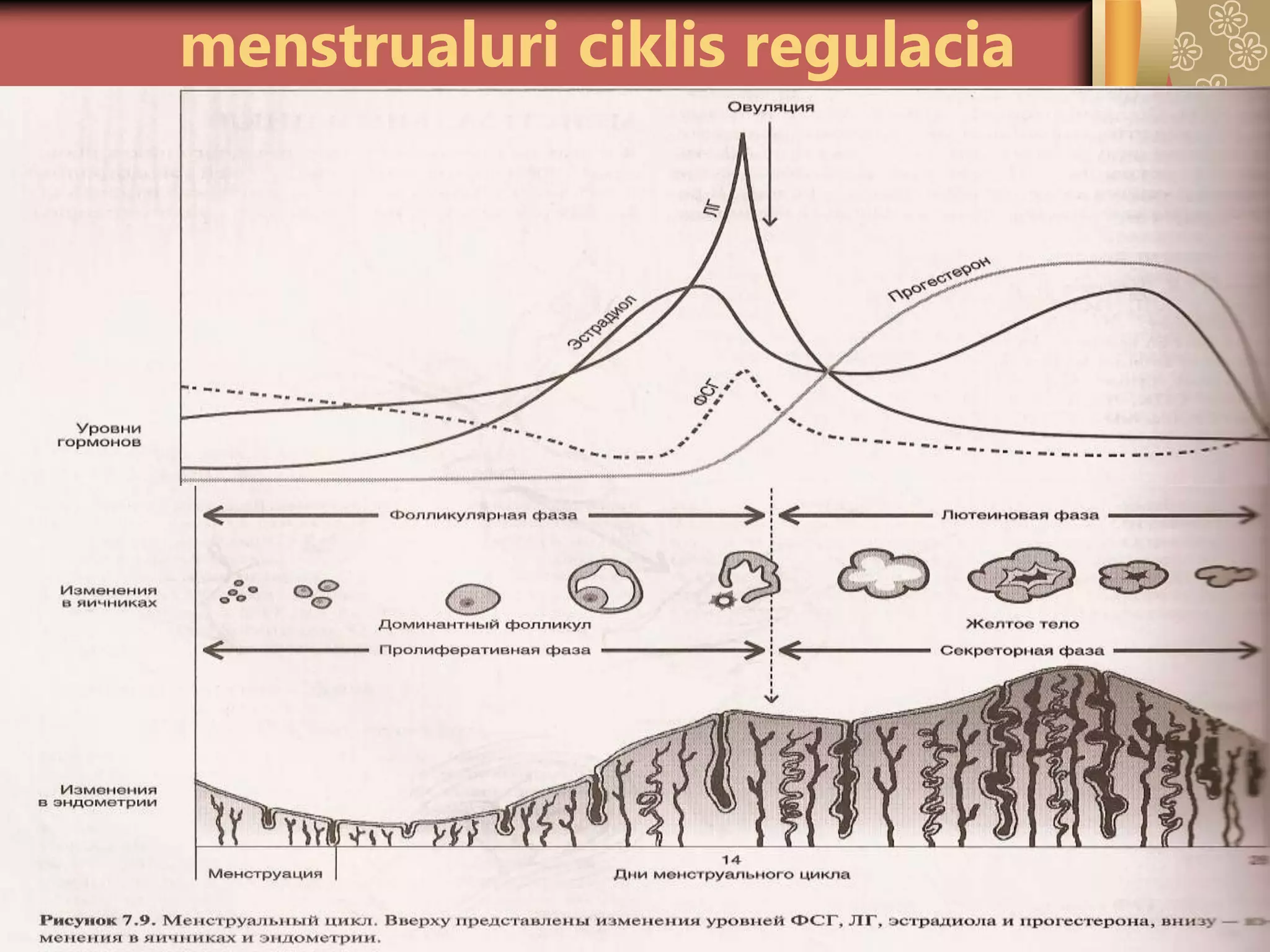Menstrual Cycle Ppt