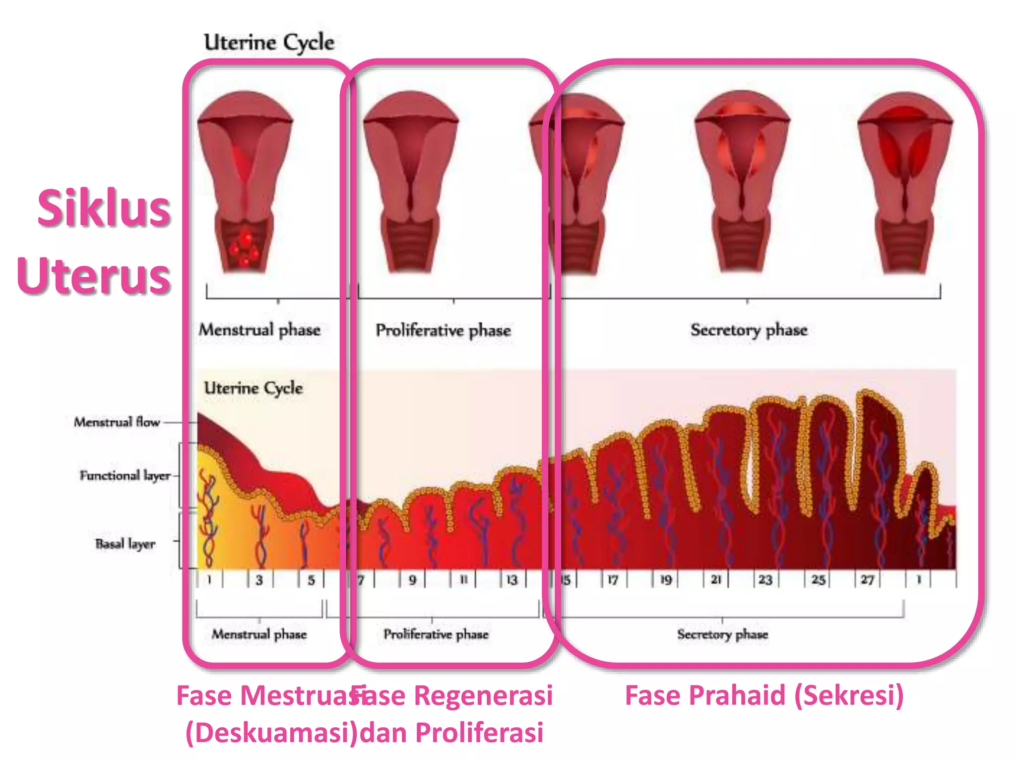 Menstruasi (Siklus Menstruasi dan Gangguannya) | PPTX