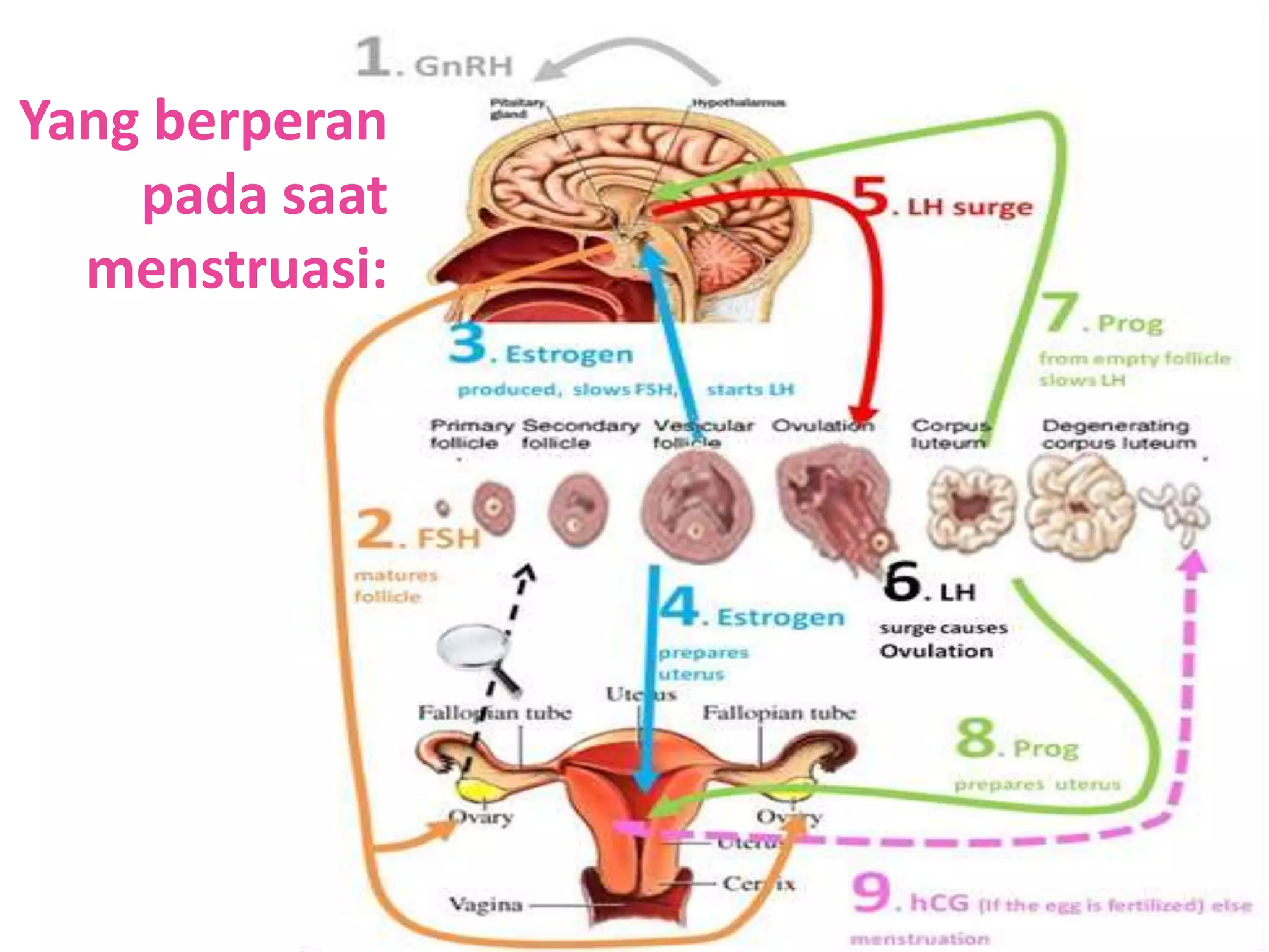 Menstruasi (Siklus Menstruasi dan Gangguannya) | PPTX
