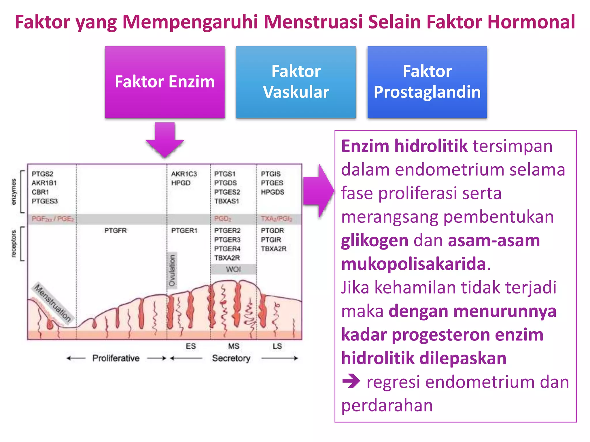 Menstruasi (Siklus Menstruasi dan Gangguannya) | PPTX