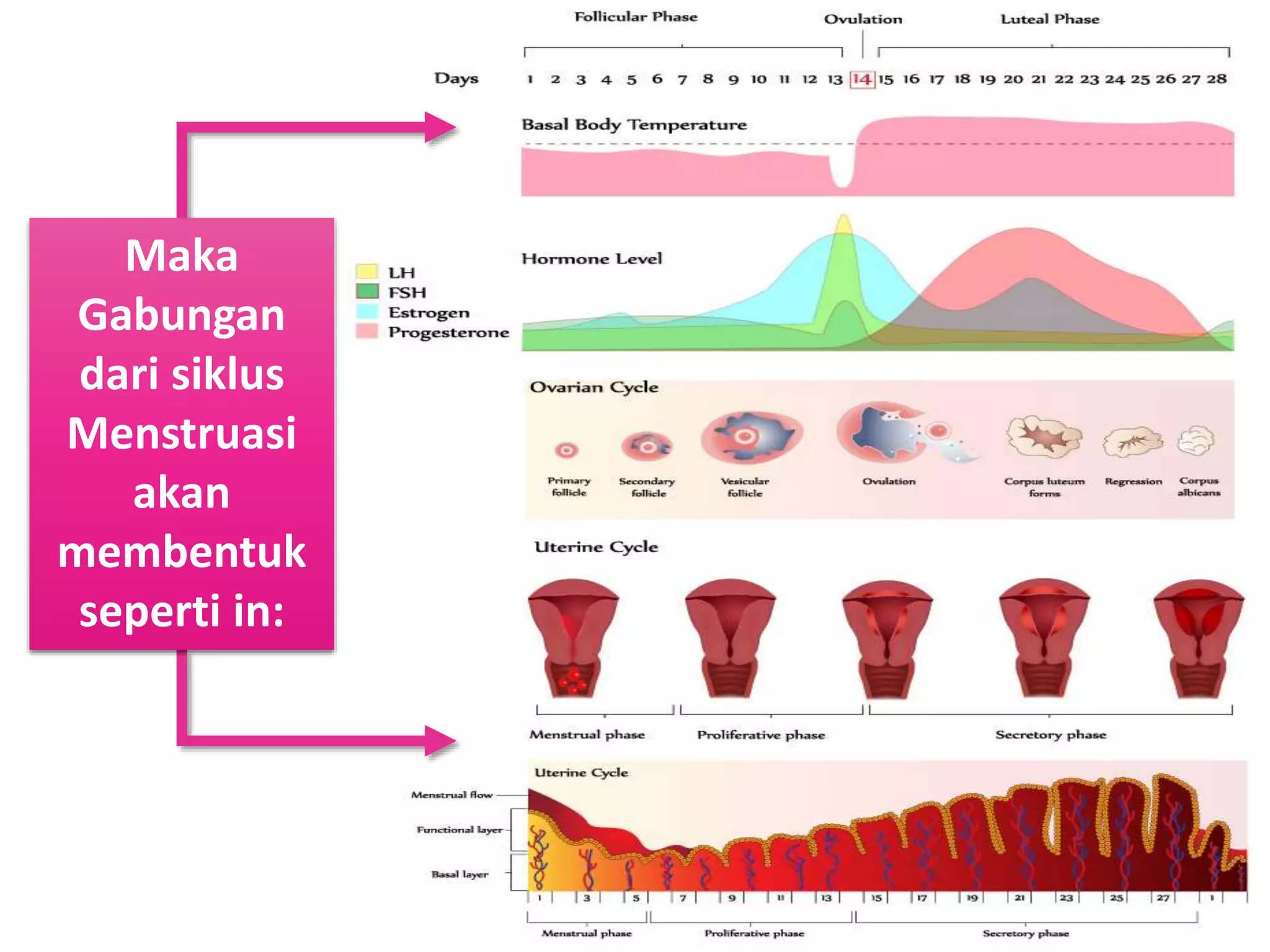 Menstruasi (Siklus Menstruasi dan Gangguannya) | PPTX