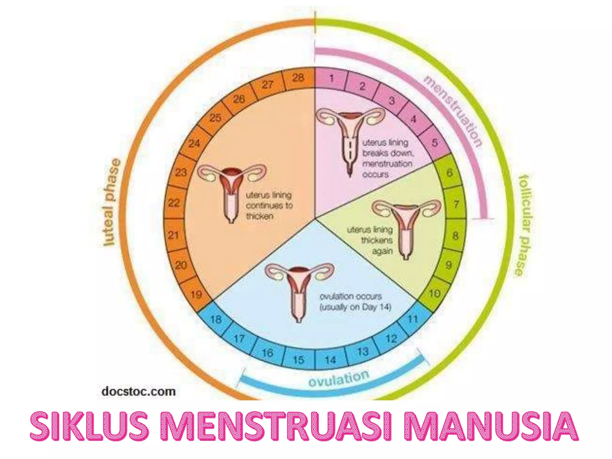 Menstruasi (Siklus Menstruasi dan Gangguannya) | PPTX