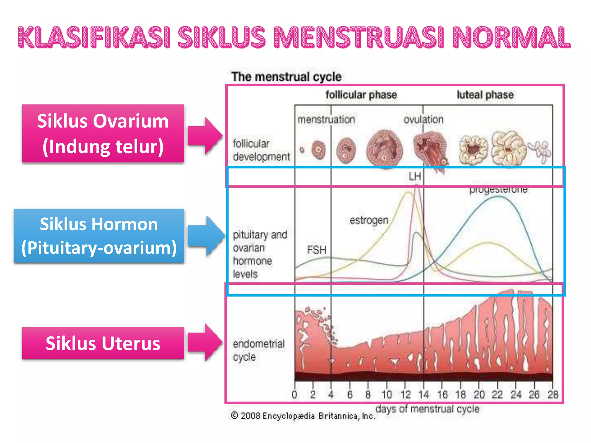 Menstruasi (Siklus Menstruasi dan Gangguannya) | PPTX