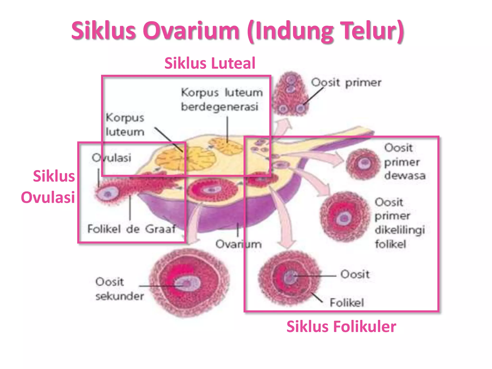 Menstruasi (Siklus Menstruasi dan Gangguannya) | PPTX