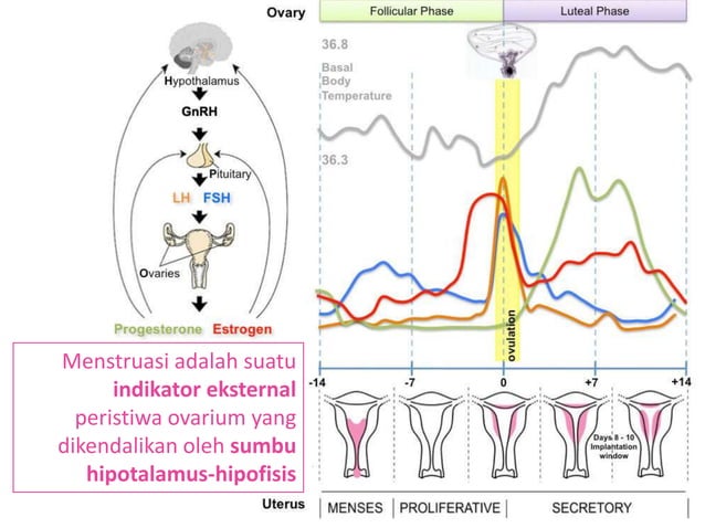 Menstruasi (Siklus Menstruasi dan Gangguannya) | PPTX