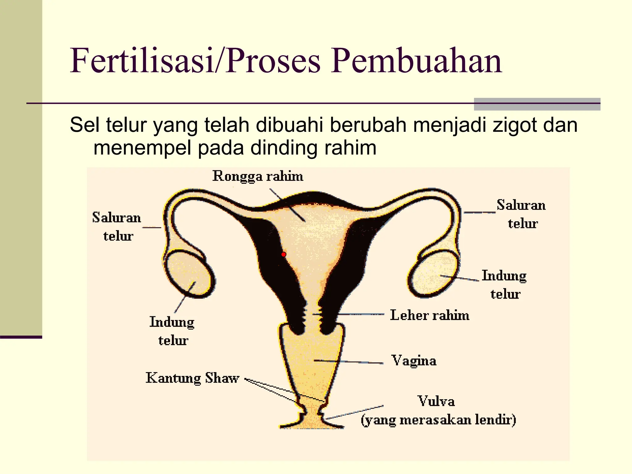 Menstruasi, Fertilisasi dan Kehamilan.ppt