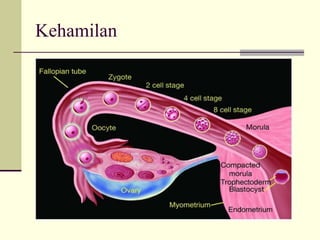 Menstruasi, Fertilisasi dan Kehamilan.ppt