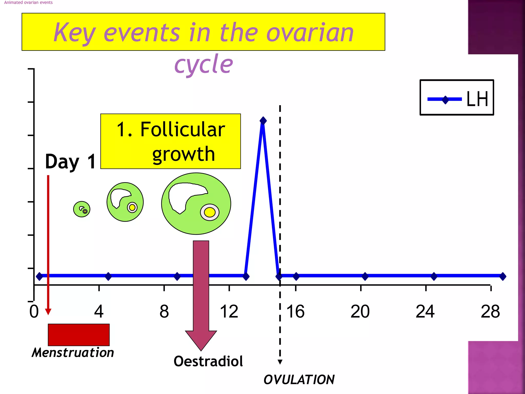 Menstruation and Ovulation | PPTX