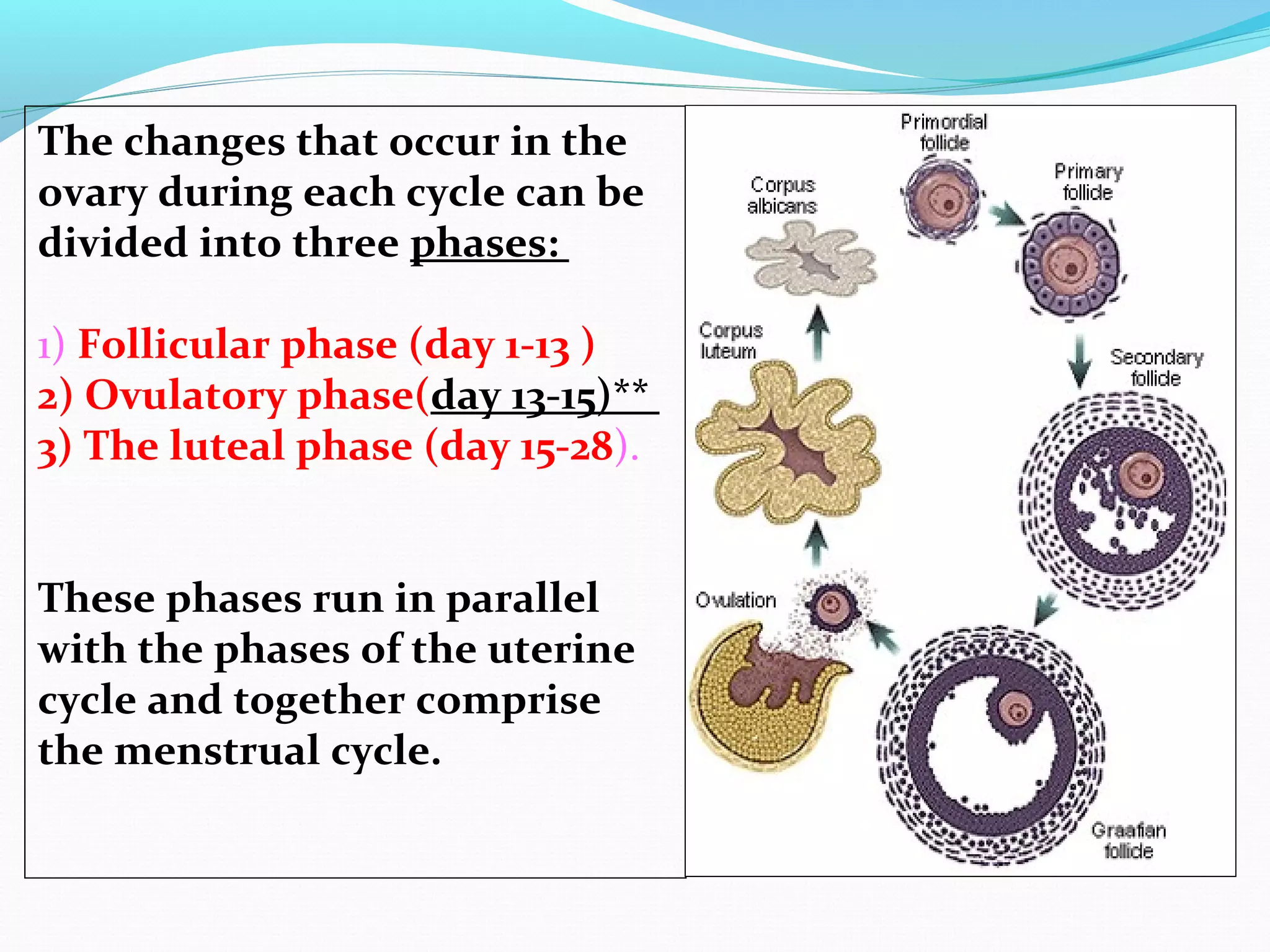 PHYSIOLOGY OF MENSTRUATION 2015 | PPT