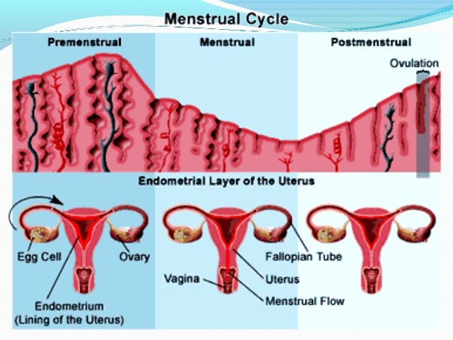 PHYSIOLOGY OF MENSTRUATION 2015