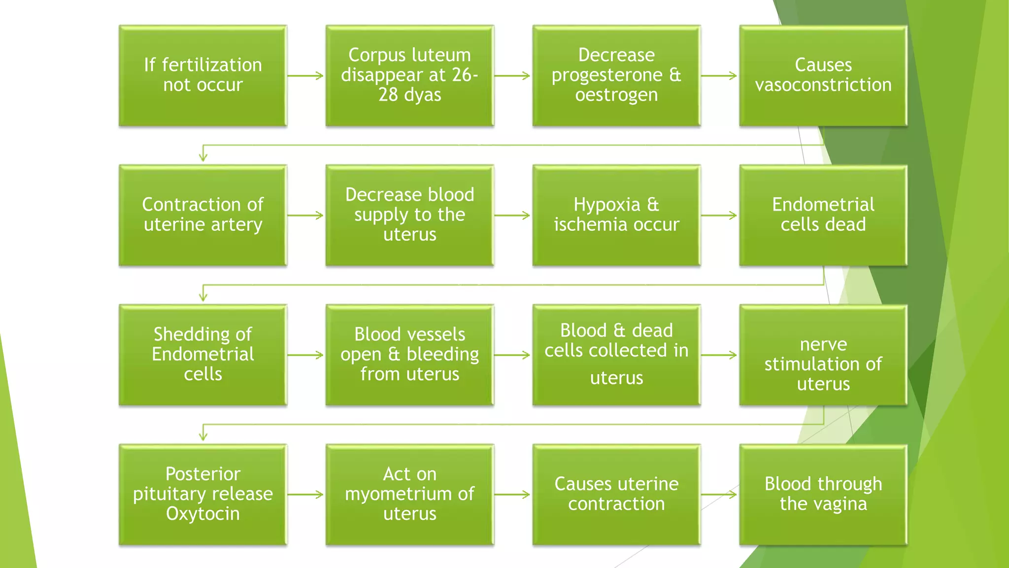 Menstruation cycle | PPTX