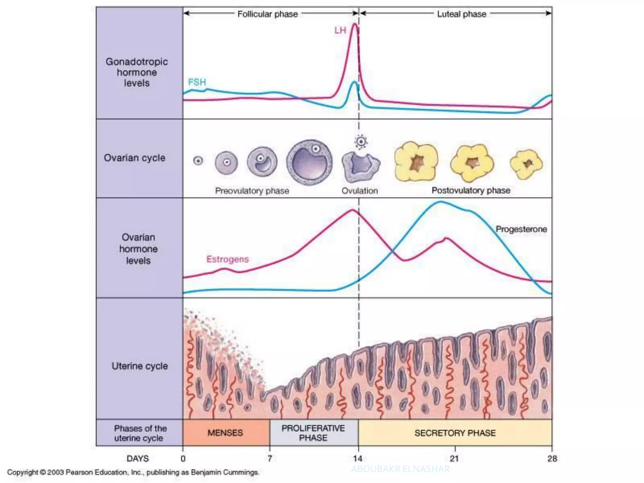 Normal Menstruation | PDF