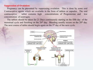 Menstrural Cycle | PPT