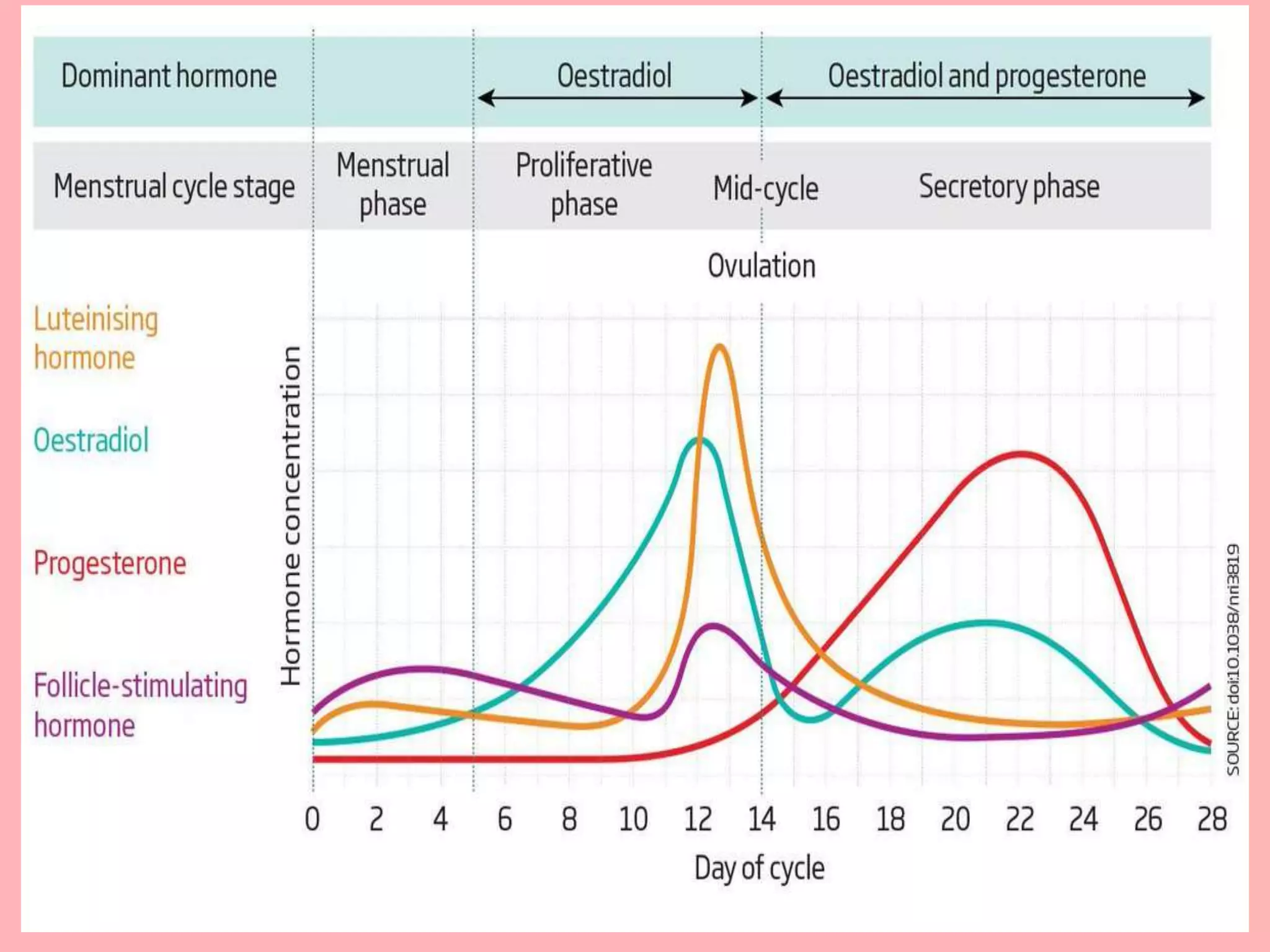 Menstural cycle 1 | PPTX