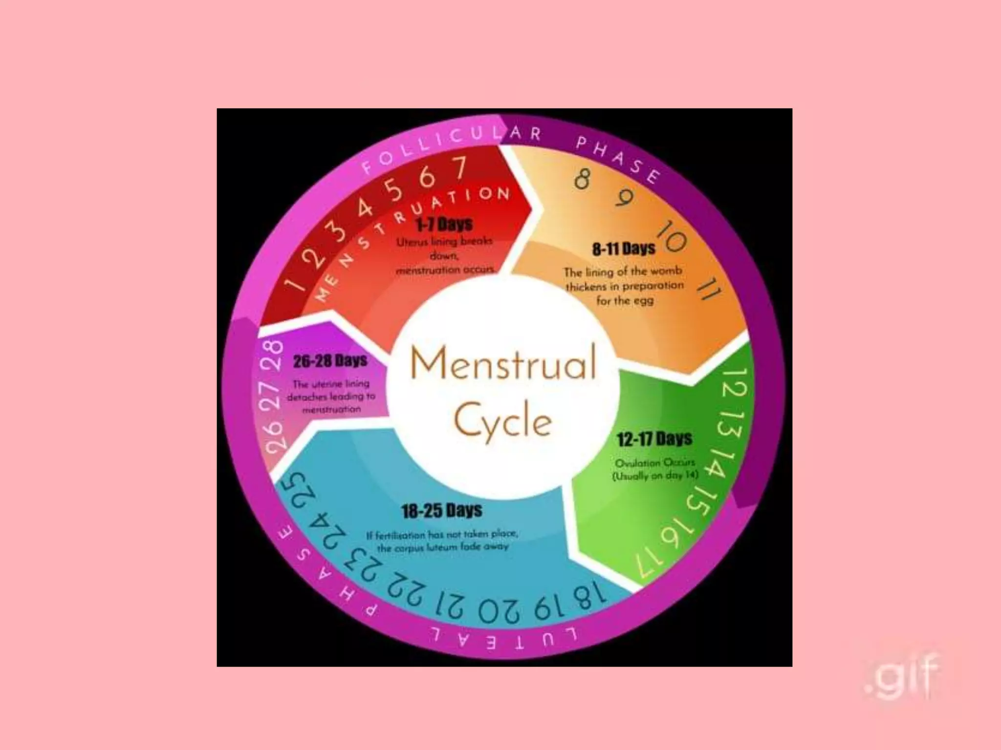 Menstural cycle 1 | PPTX