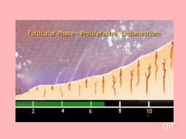 Menstural cycle 1 | PPT