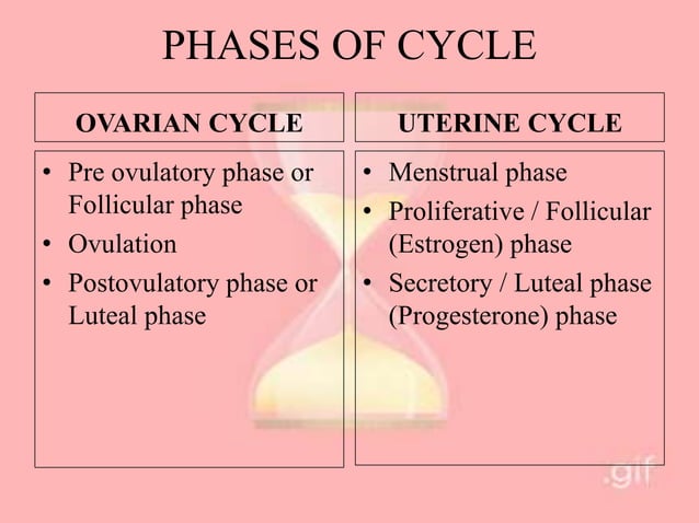 Menstural cycle 1 | PPT