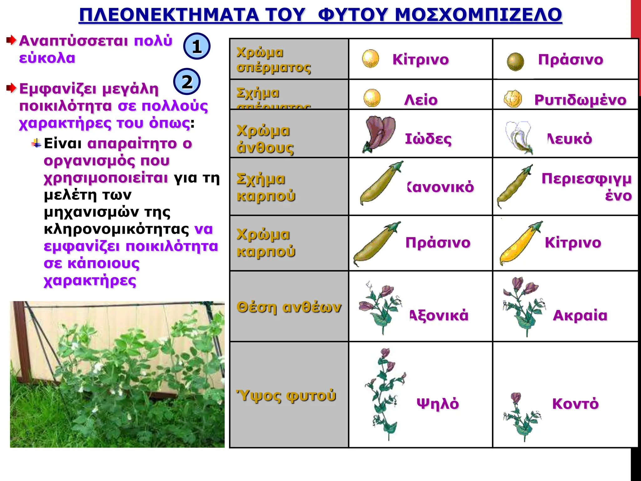 menteliki_klironomikotita.pptx