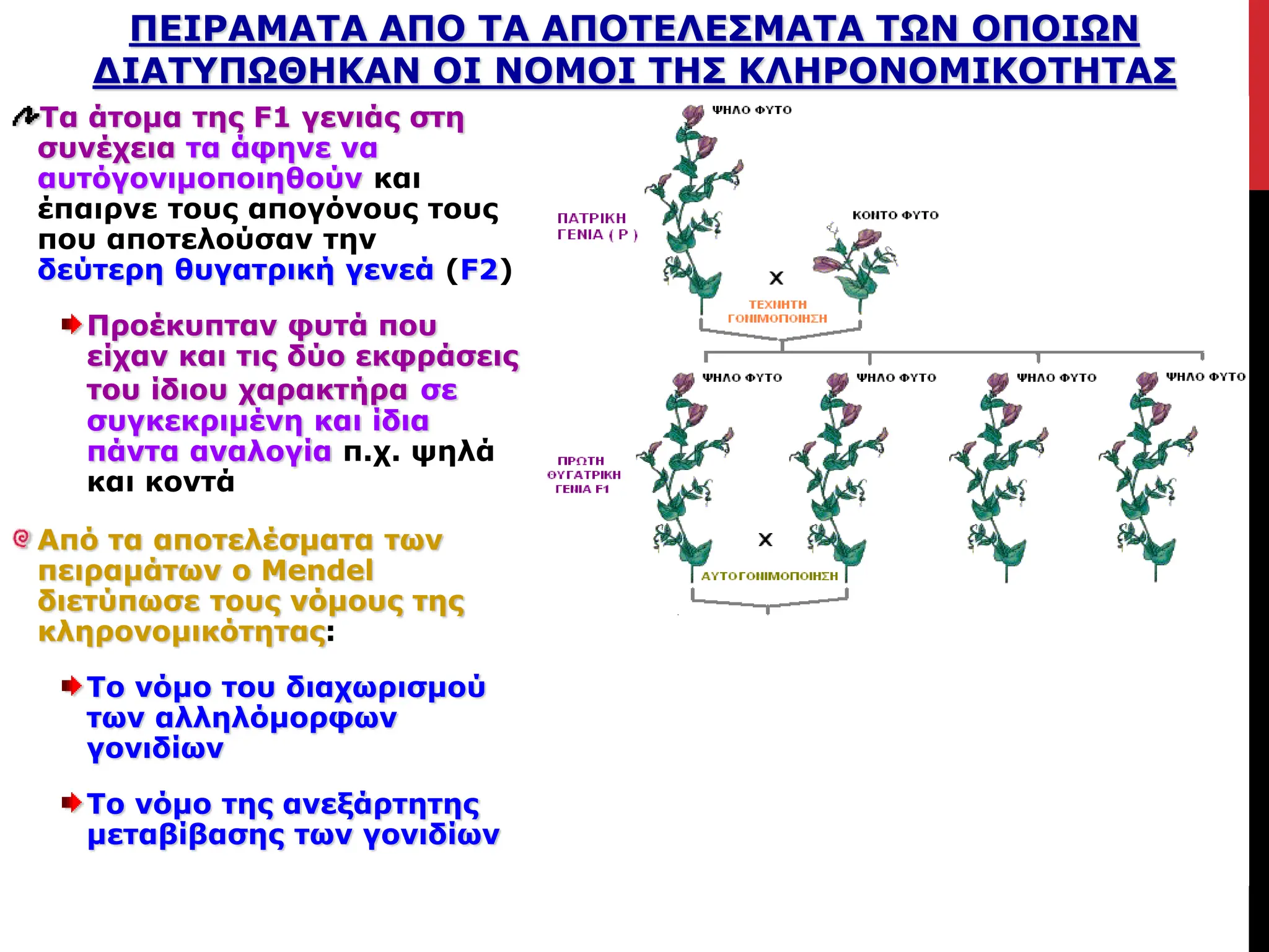 menteliki_klironomikotita.pptx