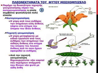 menteliki_klironomikotita.pptx