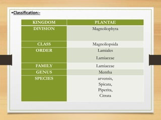 Production Technology of Mentha(Mentha arvensis) | PPTX