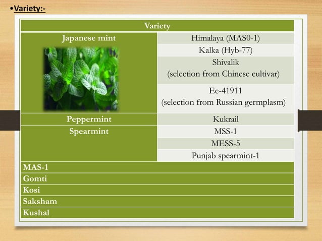 Production Technology of Mentha(Mentha arvensis) | PPTX