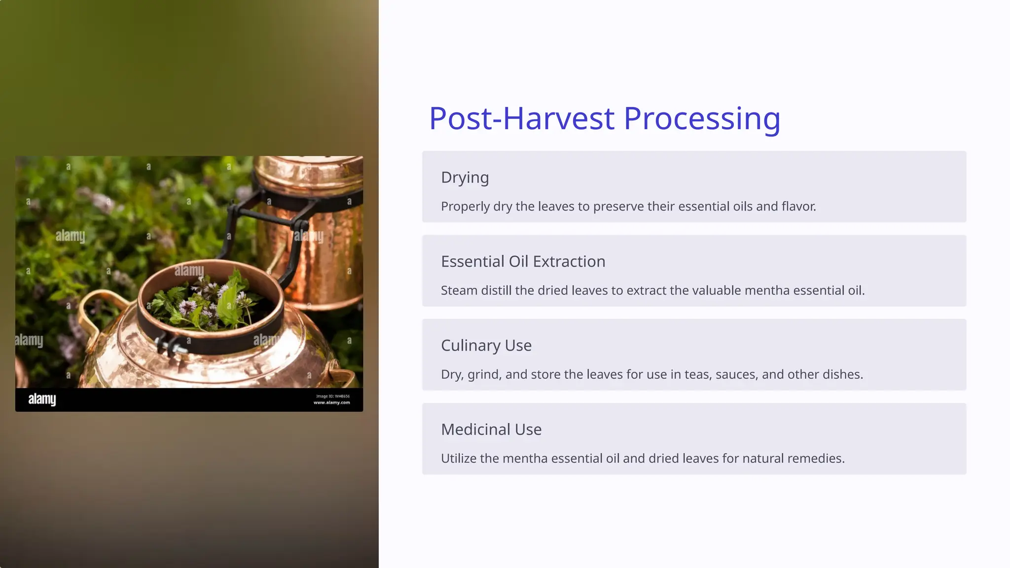Mentha cultivation by Arjun rajguru RLBCAU | PPTX