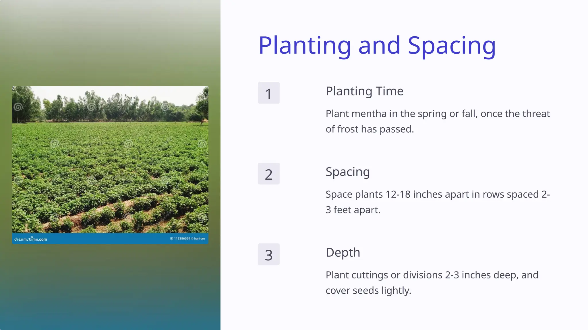 Mentha cultivation by Arjun rajguru RLBCAU | PPTX