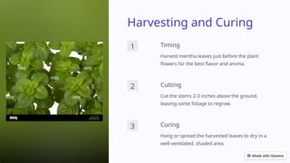 Mentha cultivation by Arjun rajguru RLBCAU | PPTX