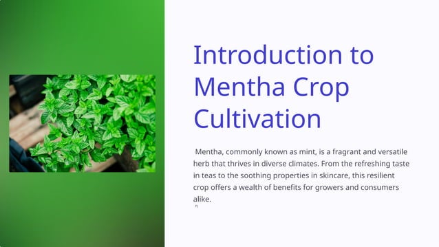 Mentha cultivation by Arjun rajguru RLBCAU | PPTX | Herbs and ...