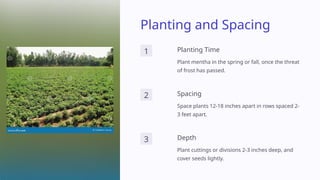 Mentha cultivation by Arjun rajguru RLBCAU | PPTX